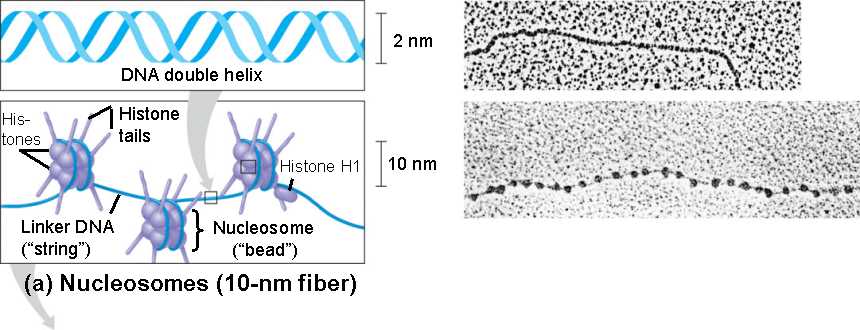 Nucleosome Beads On A String