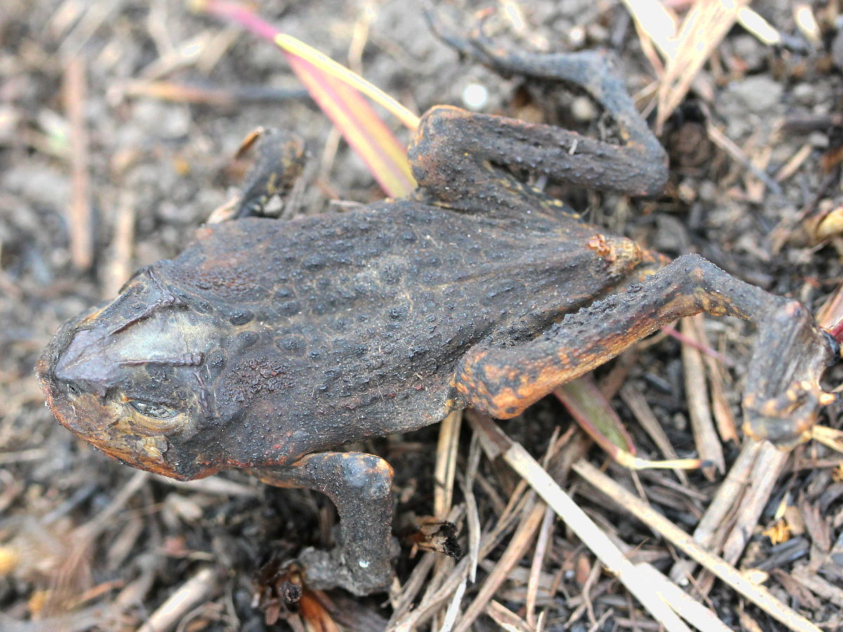 Amphibians